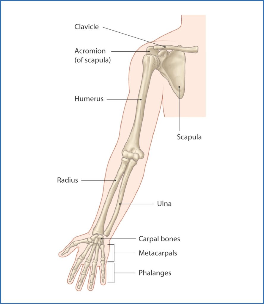 Introduction To The Upper Limb | MBBS - Medical Gurukul, GOLN | English